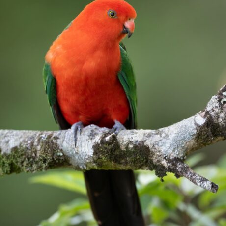 Australian Parakeets | World Parrot Trust