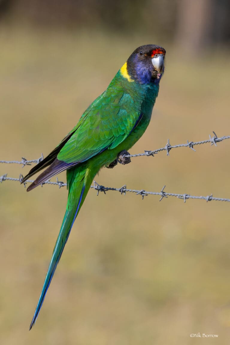 Australian Ringneck | World Parrot Trust