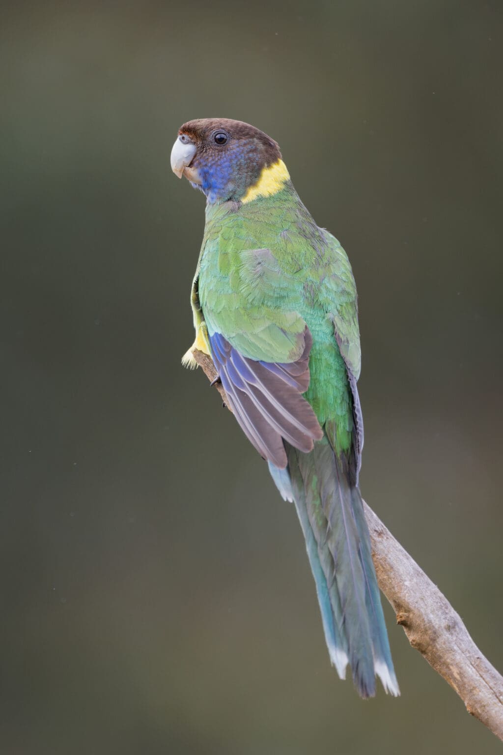 Australian Ringneck | World Parrot Trust