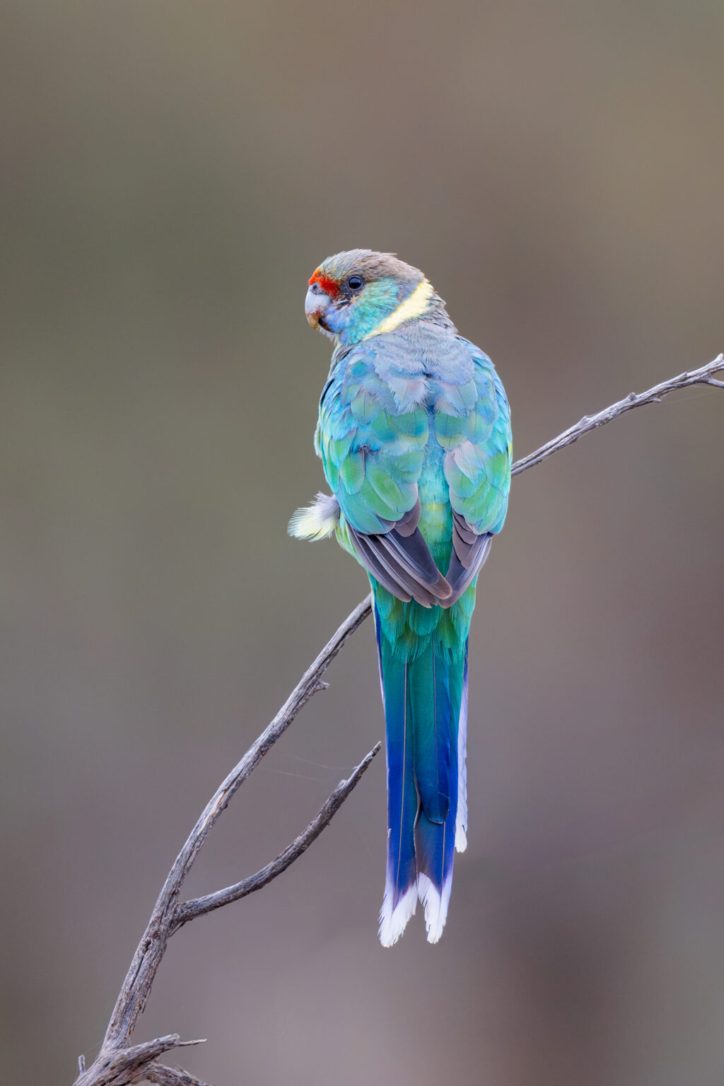 Australian Ringneck | World Parrot Trust