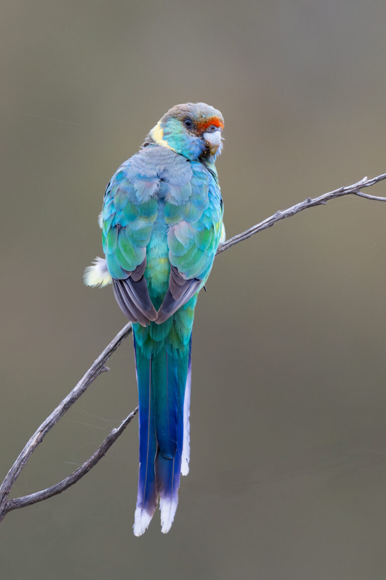 Australian Ringneck | World Parrot Trust