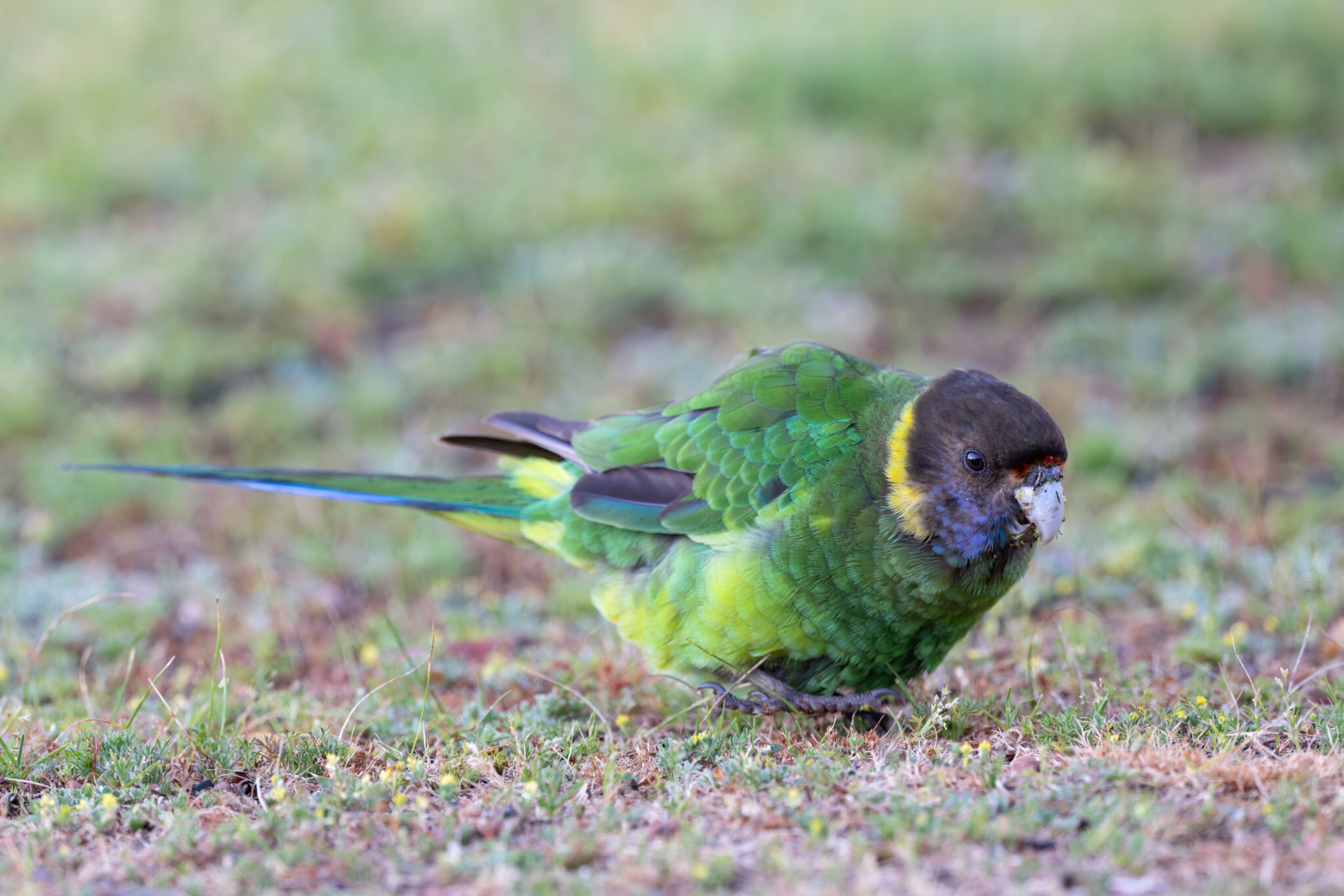 Australian Ringneck | World Parrot Trust