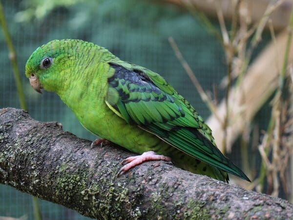Barred Parakeet | World Parrot Trust