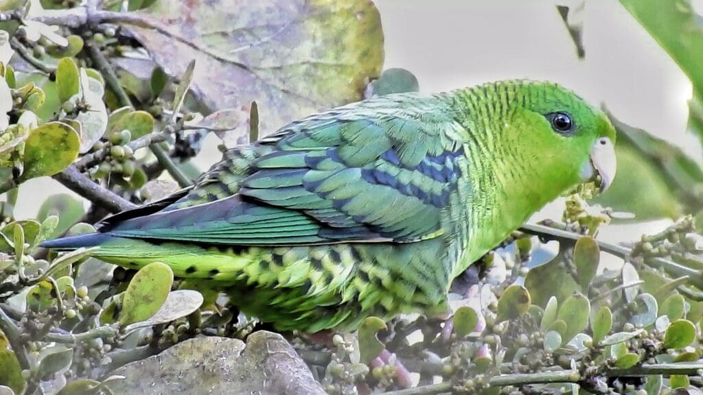 Barred Parakeet | World Parrot Trust