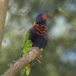 Parrot Encyclopedia | World Parrot Trust