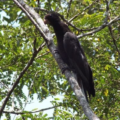 Black Parrot | World Parrot Trust