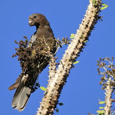 African Parrots | World Parrot Trust