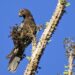 African Parrots | World Parrot Trust