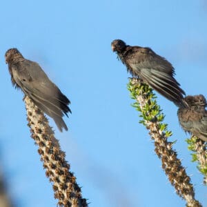 Black Parrot | World Parrot Trust