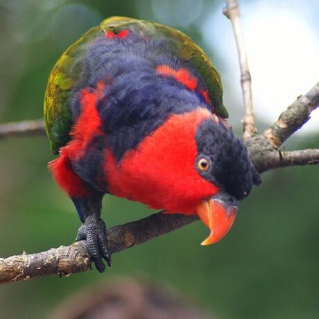 Lories and Lorikeets | World Parrot Trust