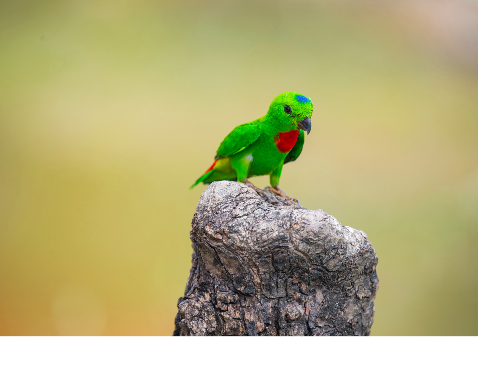 Blue-crowned Hanging Parrot | World Parrot Trust