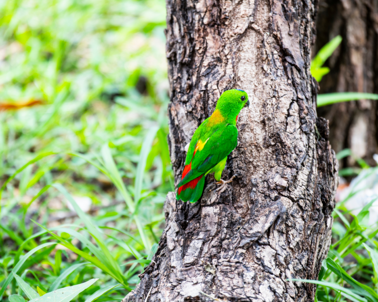 Blue-crowned Hanging Parrot | World Parrot Trust