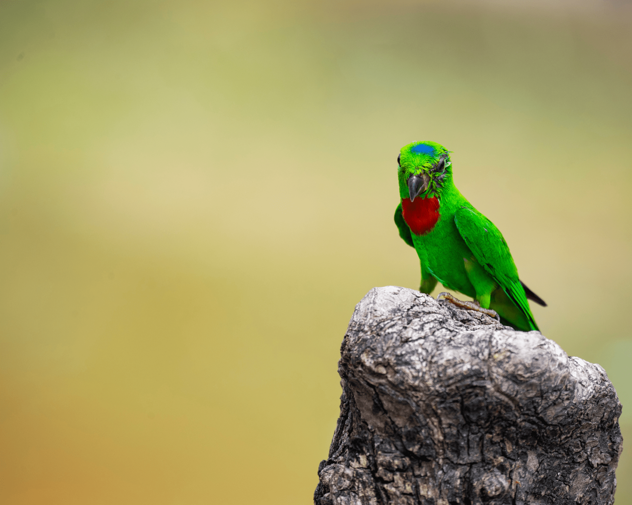 Blue-crowned Hanging Parrot | World Parrot Trust