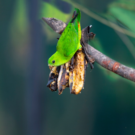 Blue-crowned Hanging Parrot | World Parrot Trust