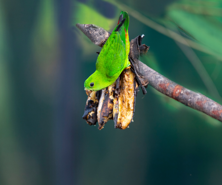 Blue-crowned Hanging Parrot | World Parrot Trust