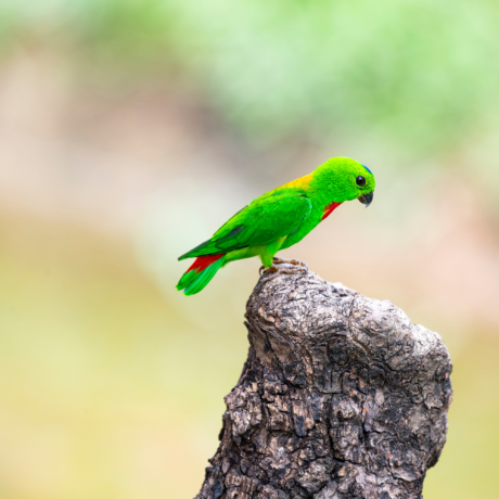 Blue-crowned Hanging Parrot | World Parrot Trust