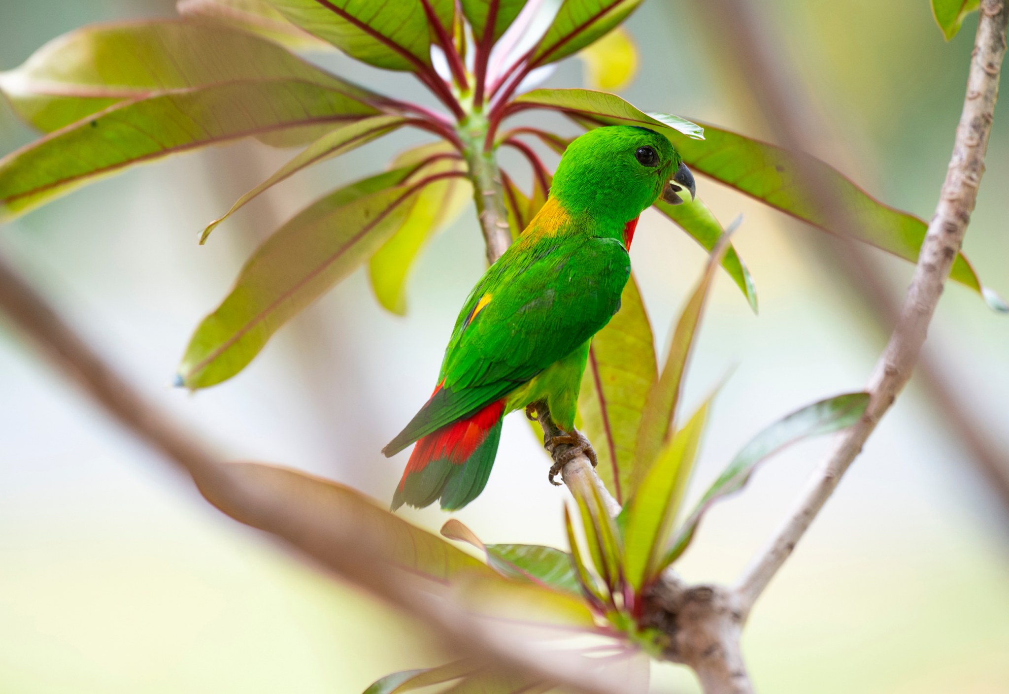 Blue-crowned Hanging Parrot | World Parrot Trust