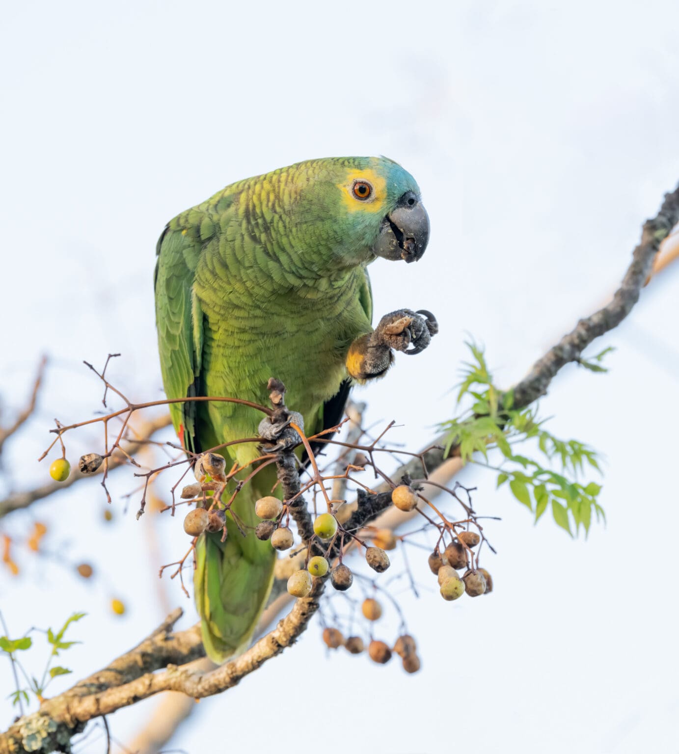 Blue-fronted Amazon | World Parrot Trust