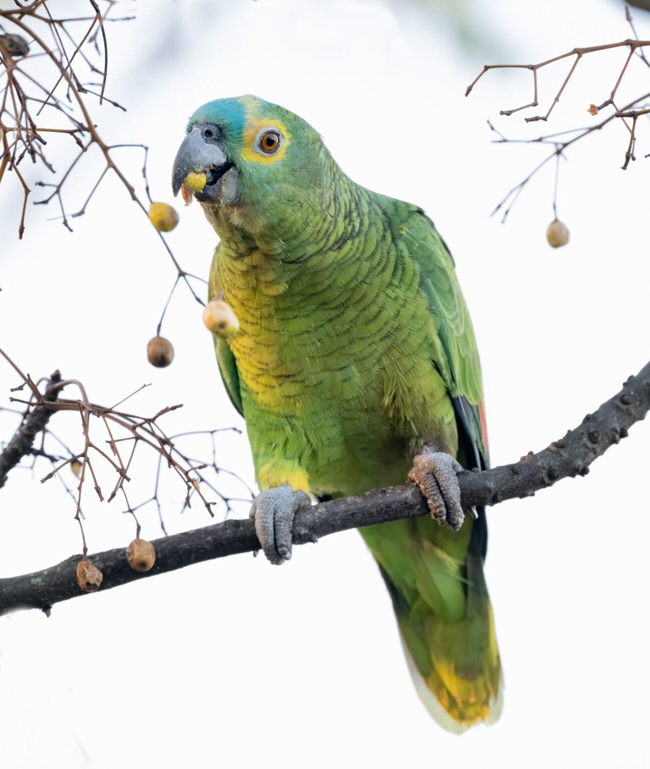 Blue-fronted Amazon | World Parrot Trust