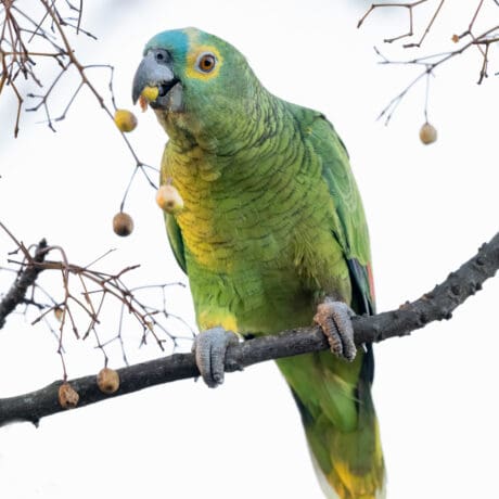 Amazon Parrots | World Parrot Trust