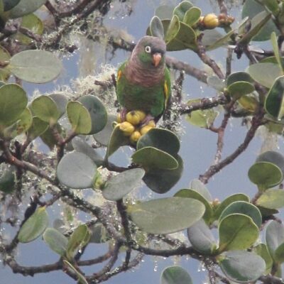 Conures | World Parrot Trust