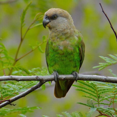 African Parrots | World Parrot Trust