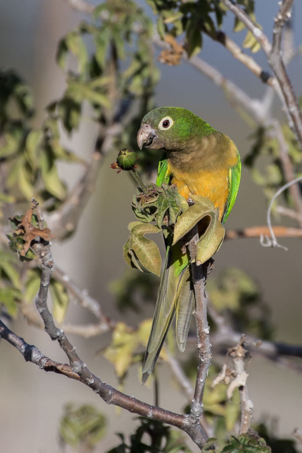 Cactus Conure | World Parrot Trust