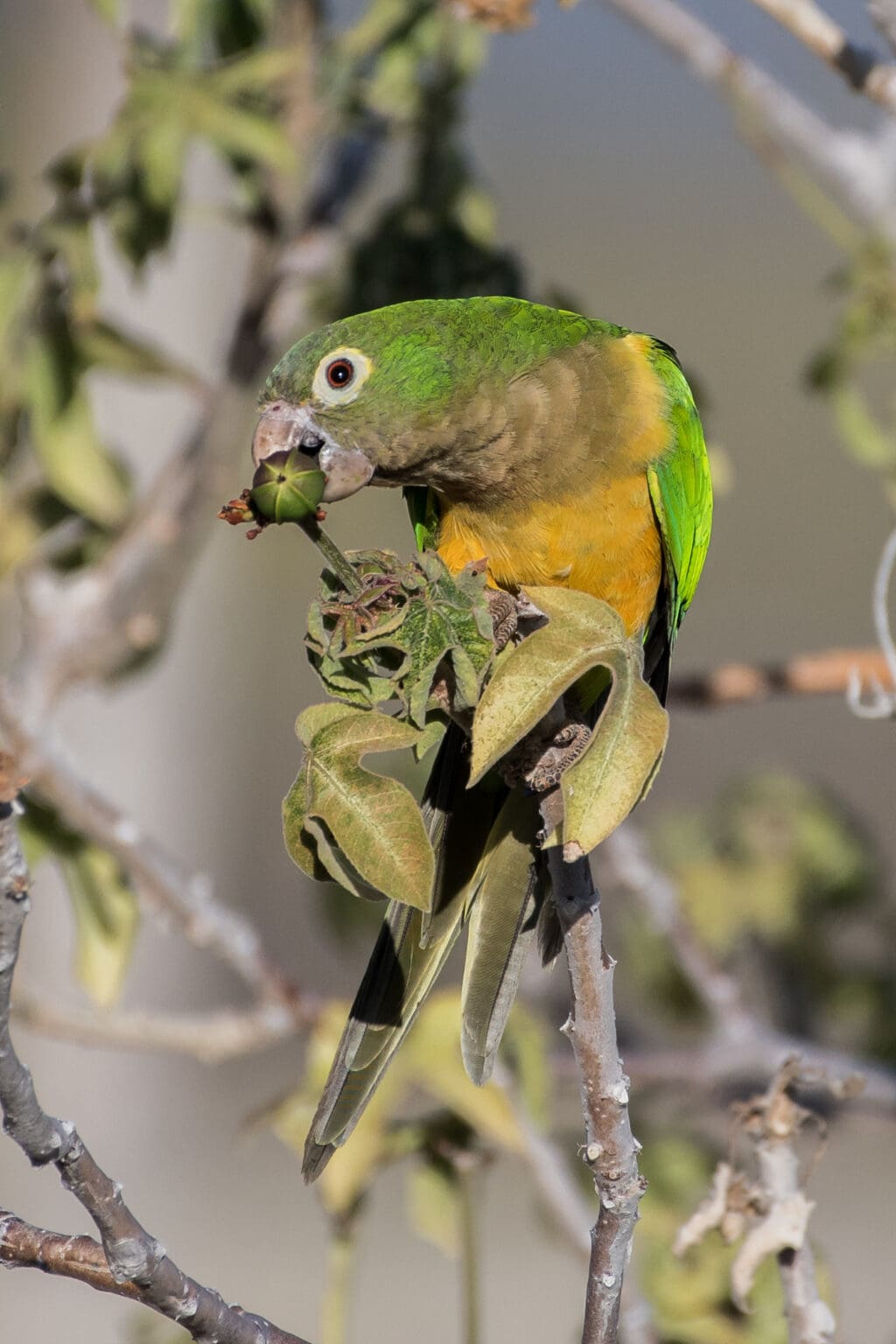 Cactus Conure | World Parrot Trust