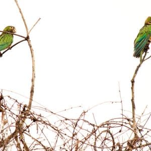 Cactus Conure | World Parrot Trust
