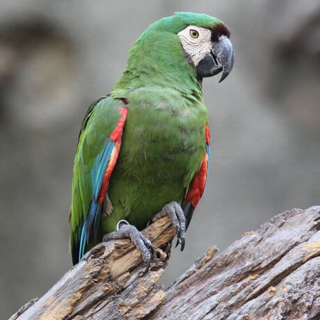 Macaws | World Parrot Trust