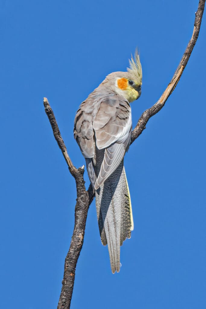 Male Silver Cockatiel