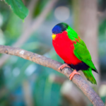 Collared Lory | World Parrot Trust