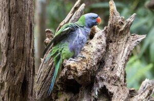 Derbyan Parakeet | World Parrot Trust