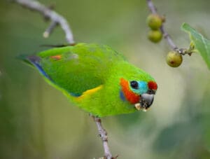 Double-eyed Fig Parrot | World Parrot Trust