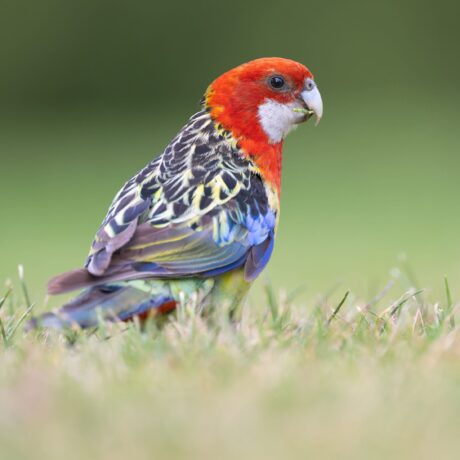 Australian Parakeets | World Parrot Trust