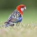 Australian Parakeets | World Parrot Trust
