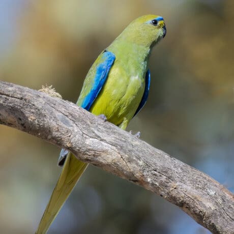 Australian Parakeets | World Parrot Trust