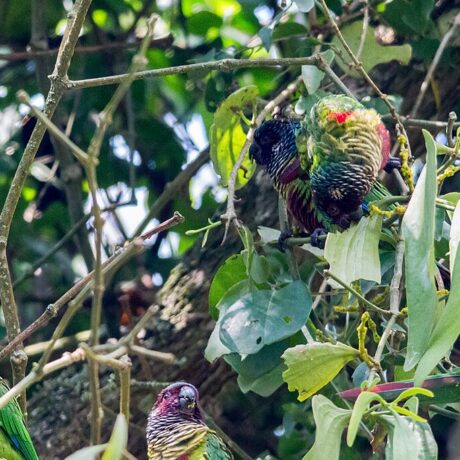Emma's Conure | World Parrot Trust
