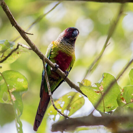 Emma's Conure | World Parrot Trust