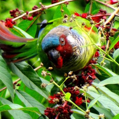 Conures | World Parrot Trust