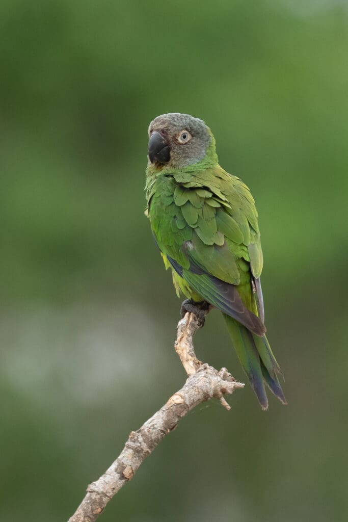 Dusky Conure Size