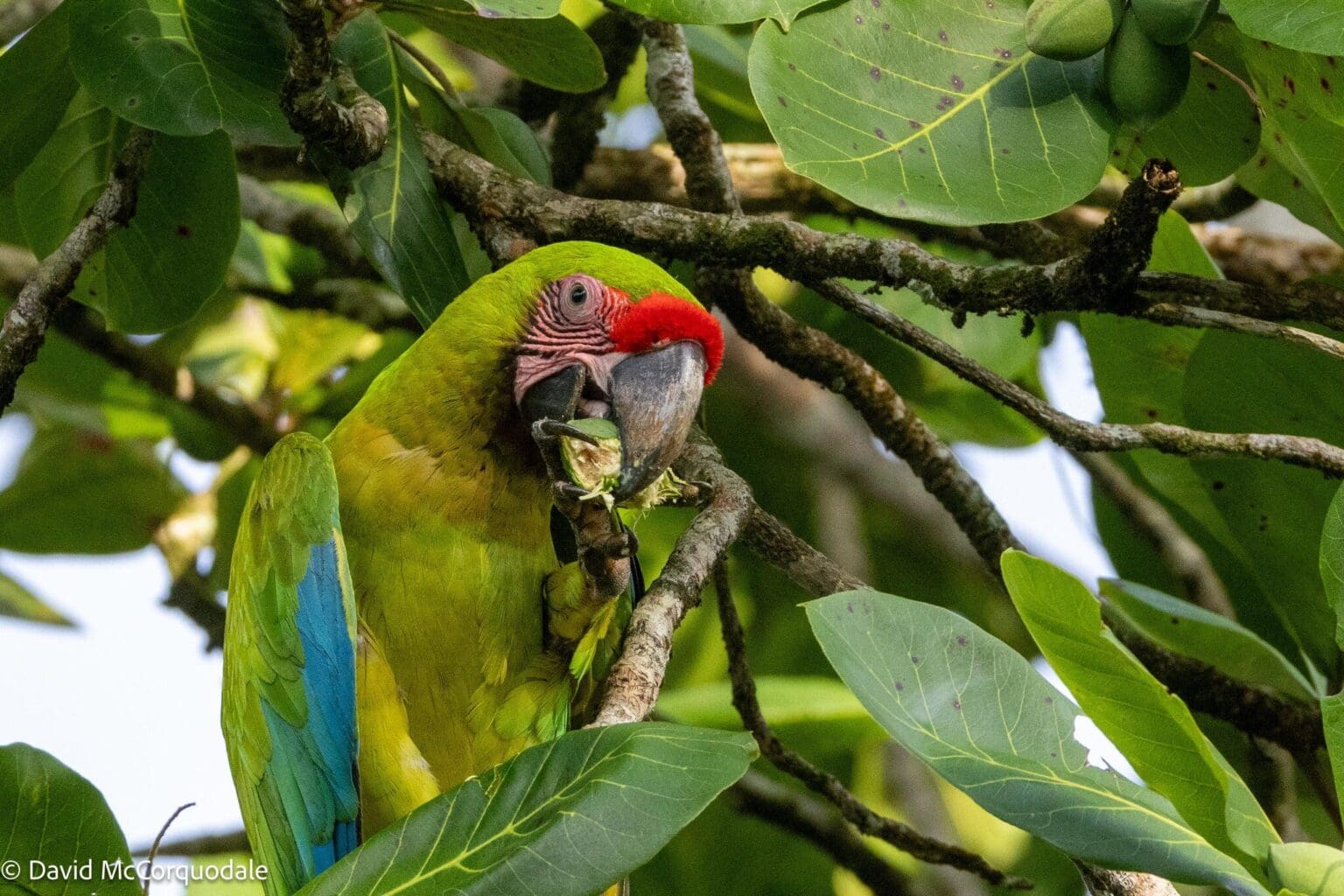 Great Green Macaw | World Parrot Trust