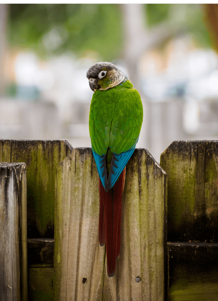 Green-cheeked Conure | World Parrot Trust