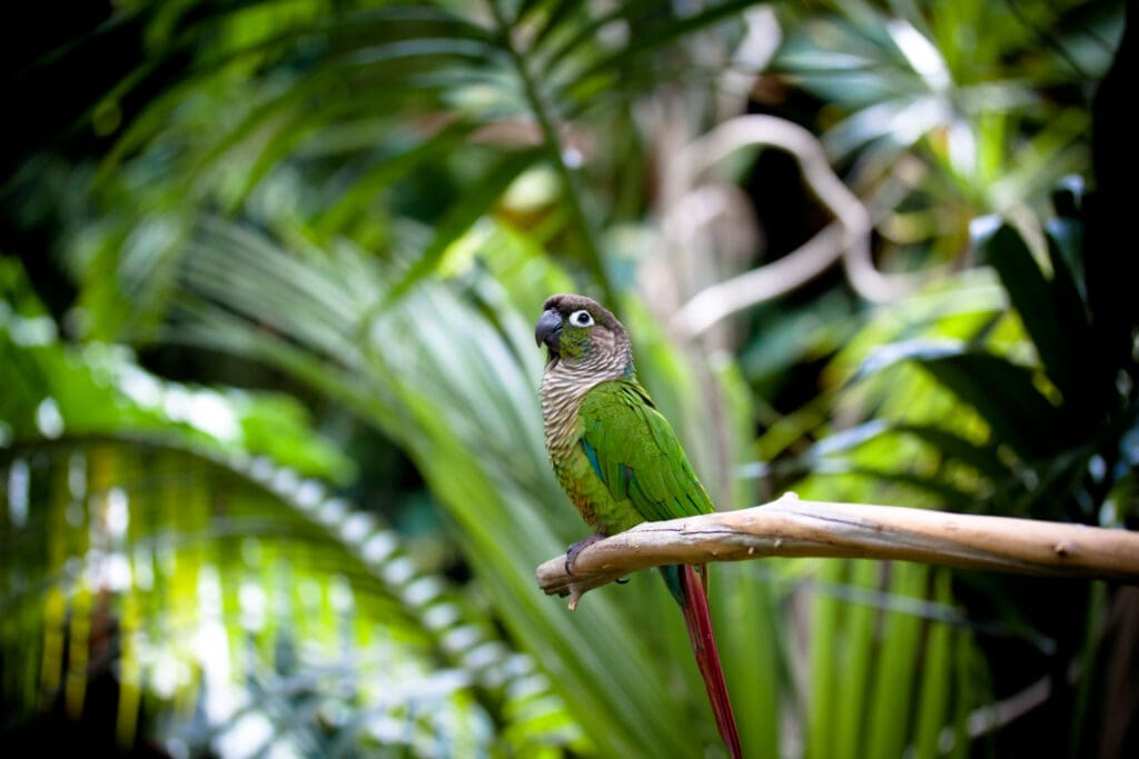 Green-cheeked Conure | World Parrot Trust
