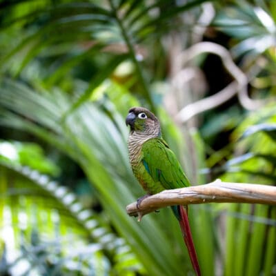 Green-cheeked Conure | World Parrot Trust