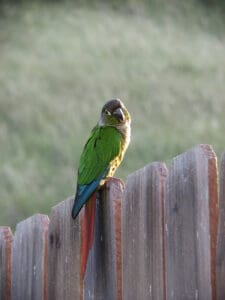 Green-cheeked Conure | World Parrot Trust
