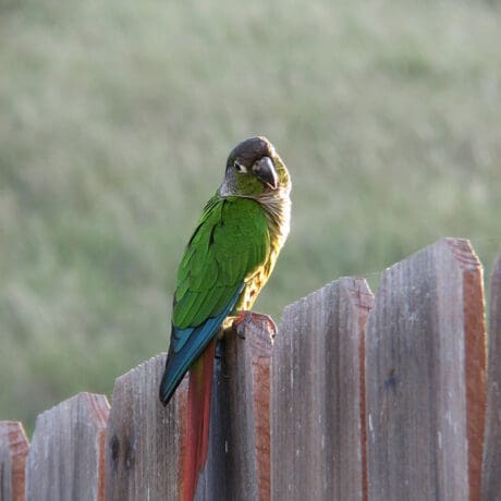 Green-cheeked Conure | World Parrot Trust