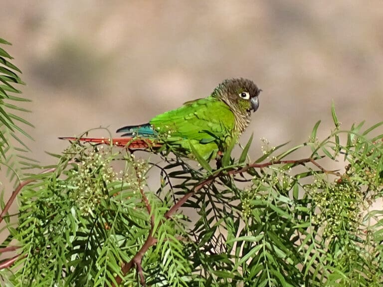 Green-cheeked Conure | World Parrot Trust