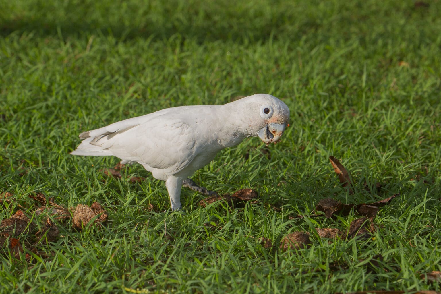 Tanimbar Corella | World Parrot Trust