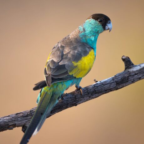 Australian Parakeets | World Parrot Trust